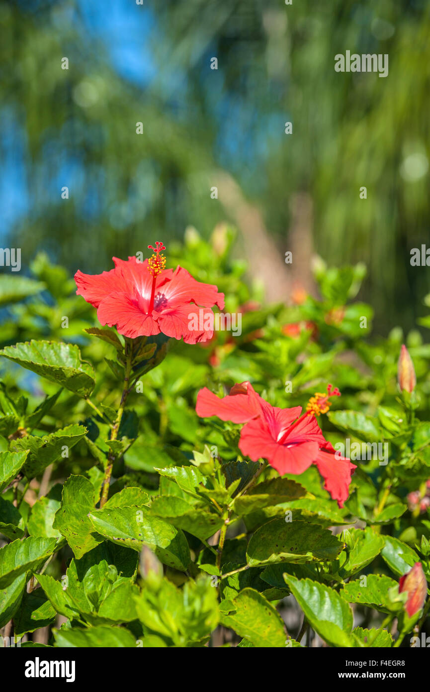 Beach red hi-res stock photography and images - Alamy