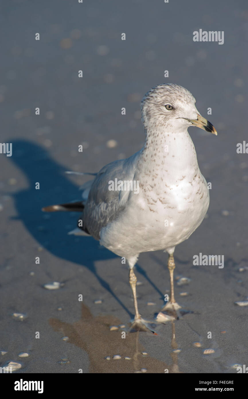 USA, Florida, New Smyrna Beach, seagull Stock Photo - Alamy