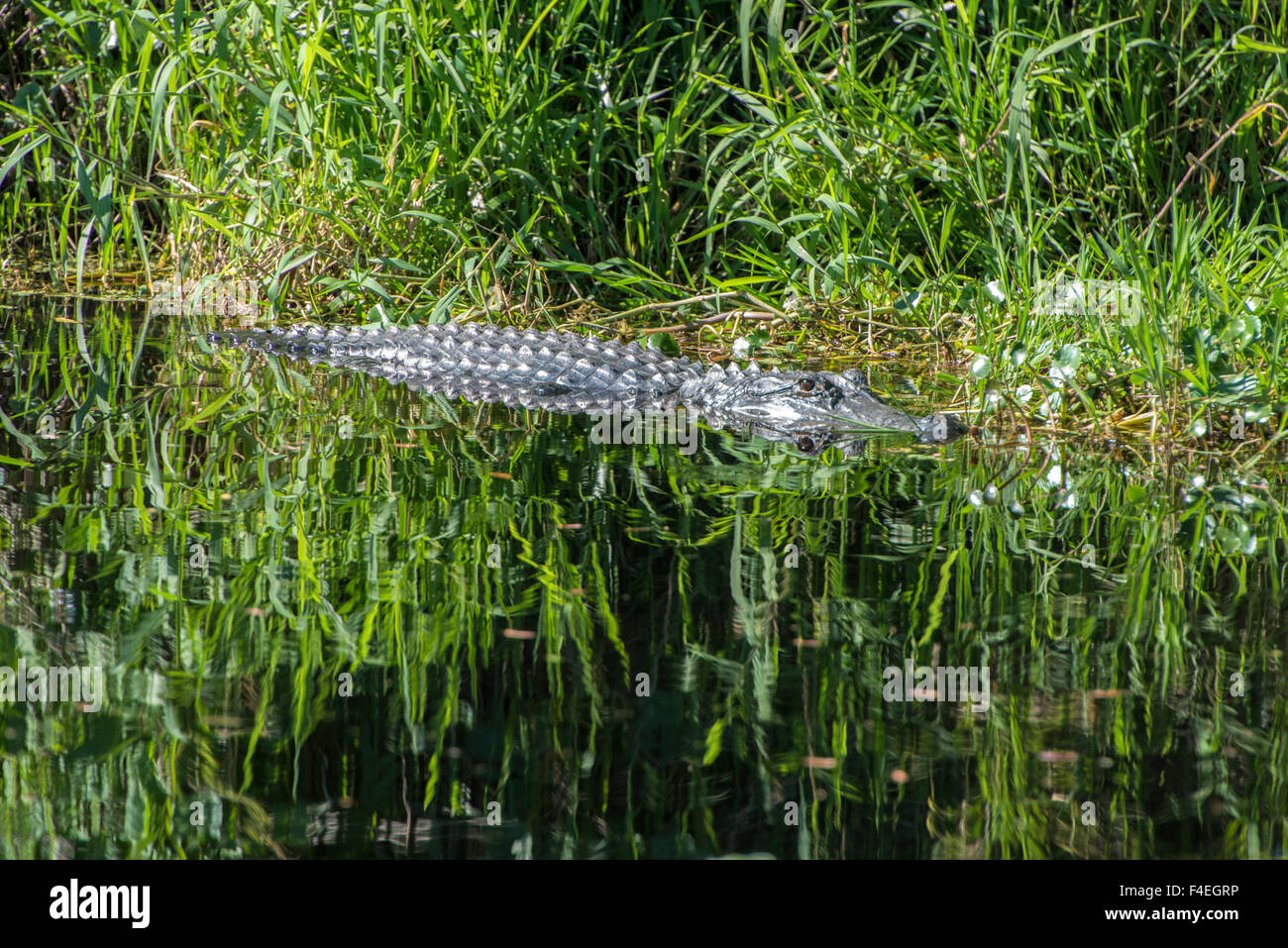 Alligator st johns river florida hi-res stock photography and images ...