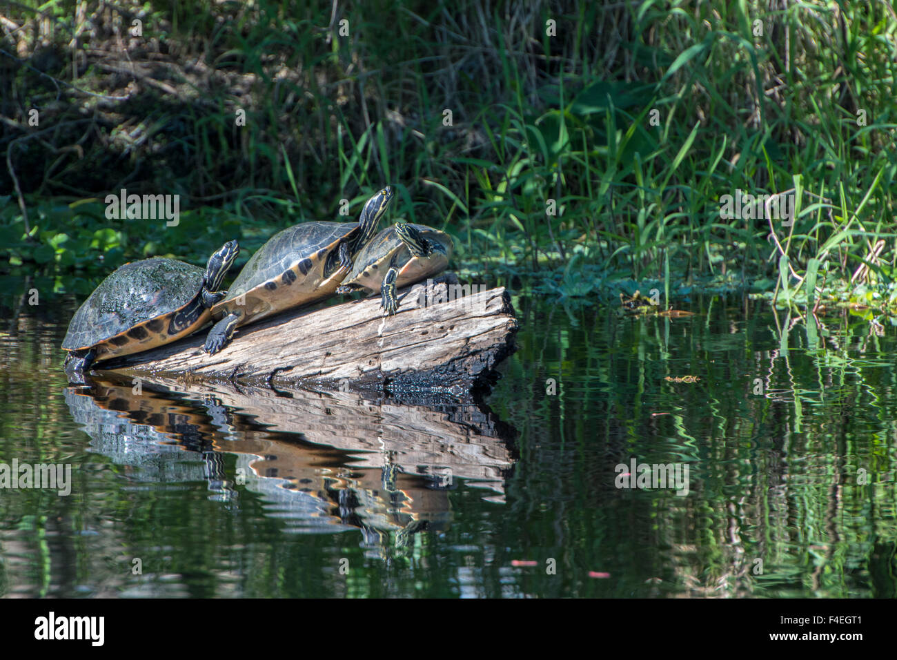 USA, Florida, Orange City, St. Johns River, Blue Spring State Park ...