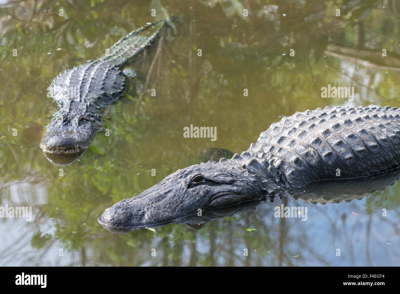 USA, Florida, Orlando, alligator, Gatorland (Large format sizes ...