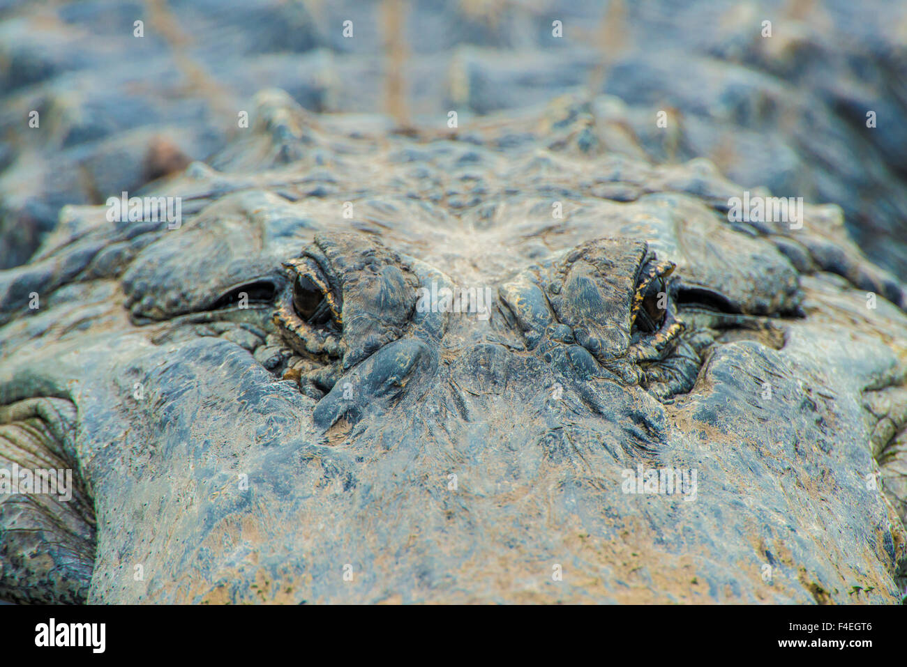 USA, Florida, Orlando, alligator, Gatorland (Large format sizes ...