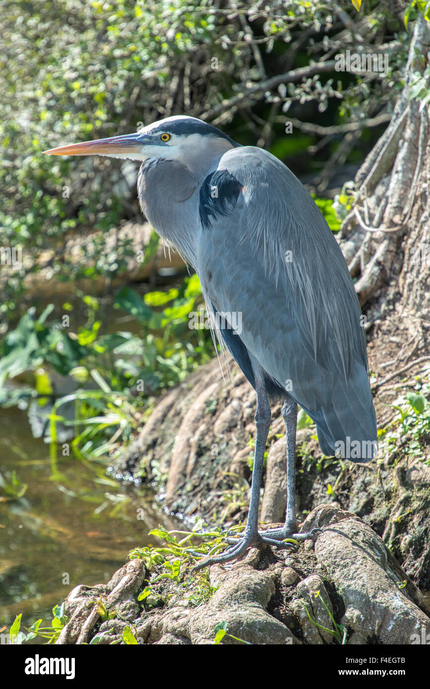 USA, Florida, Orlando, Great Blue Heron, Gatorland (Large format sizes ...