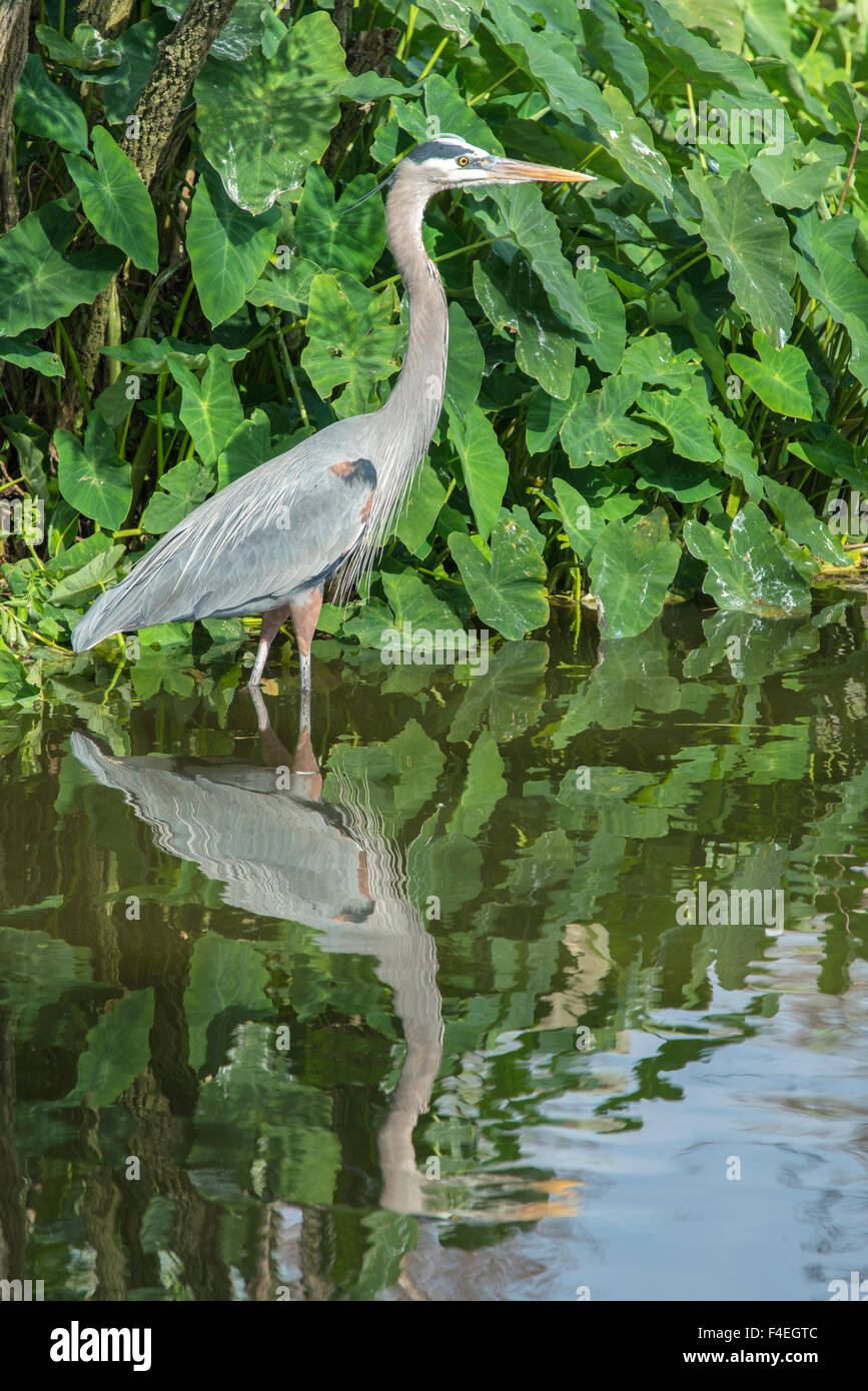 USA, Florida, Orlando, Great Blue Heron, Gatorland (Large format sizes ...
