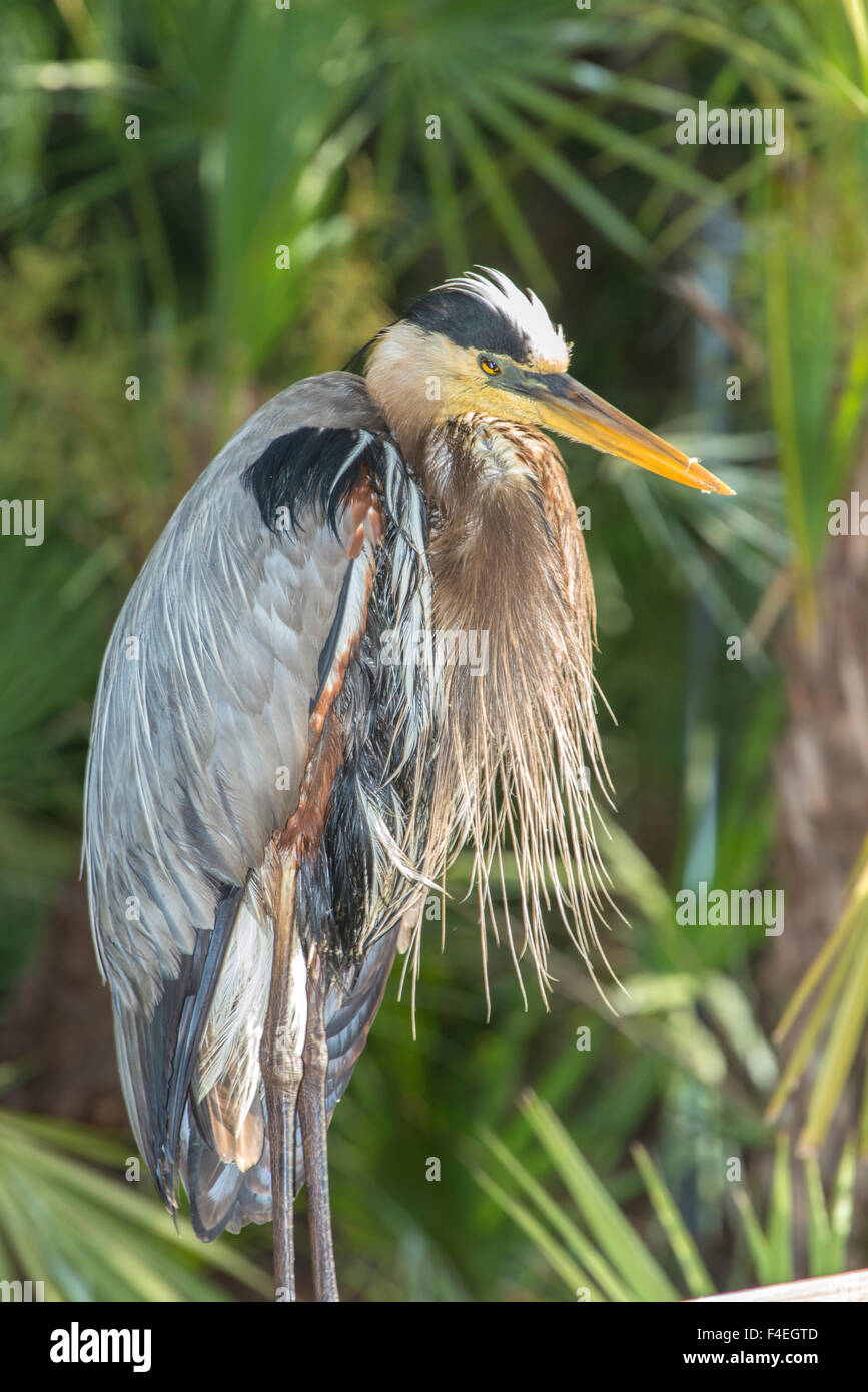USA, Florida, Orlando, Great Blue Heron, Gatorland (Large format sizes ...