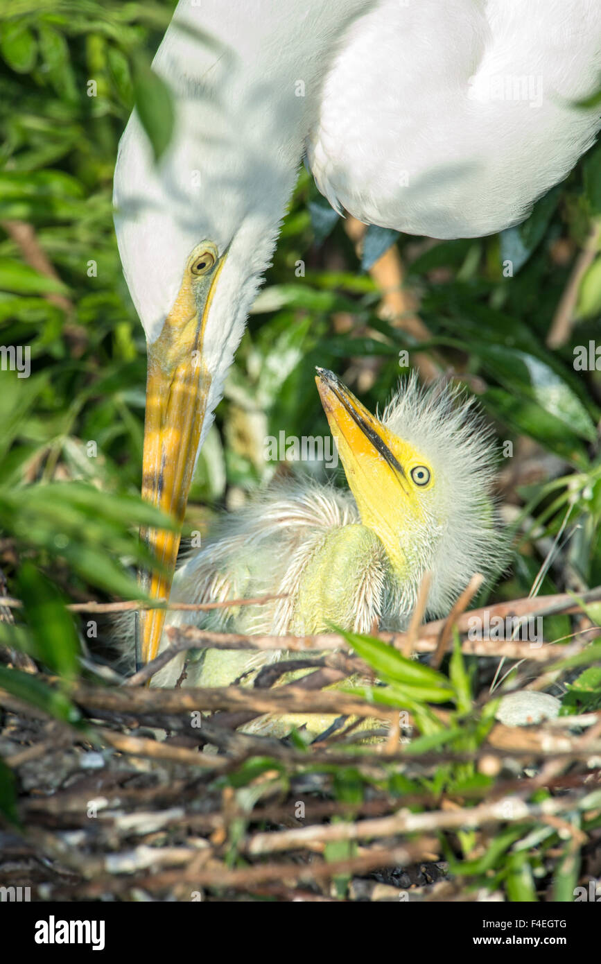 USA, Florida, Orlando, Great Egret and baby egret, Gatorland (Large ...