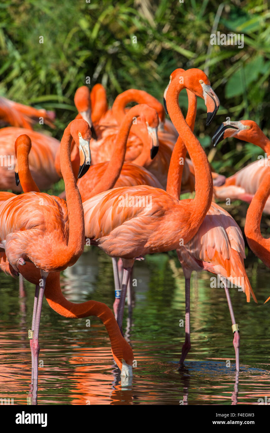 Orlando pink flamingo at gatorland hi-res stock photography and images ...