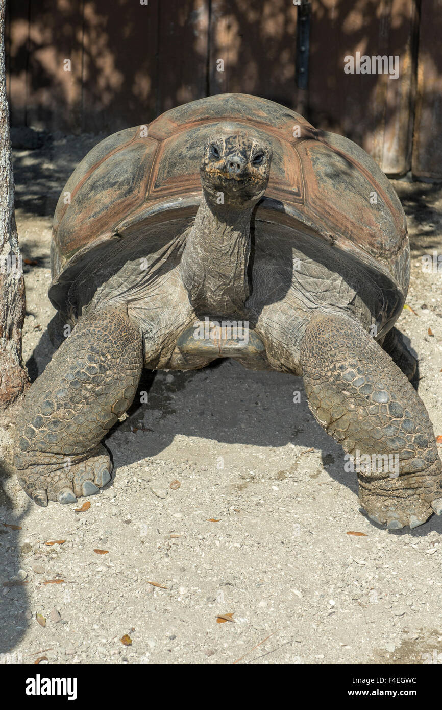 USA, Florida, Orlando, tortoise, Gatorland Stock Photo - Alamy