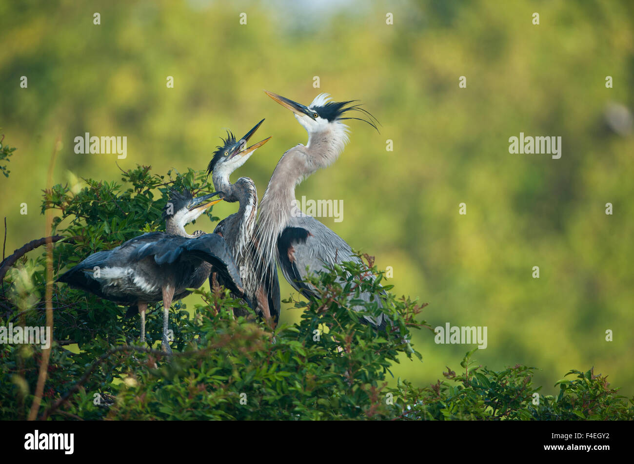 Florida, Venice, Great Blue Herons adult and juveniles, feeding time at ...
