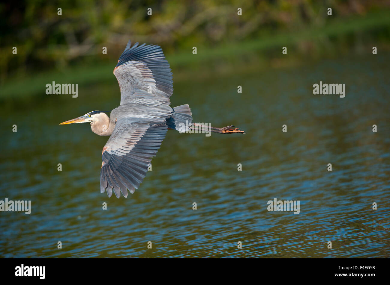 Florida, Venice, Great Blue Heron Flying over water Stock Photo - Alamy