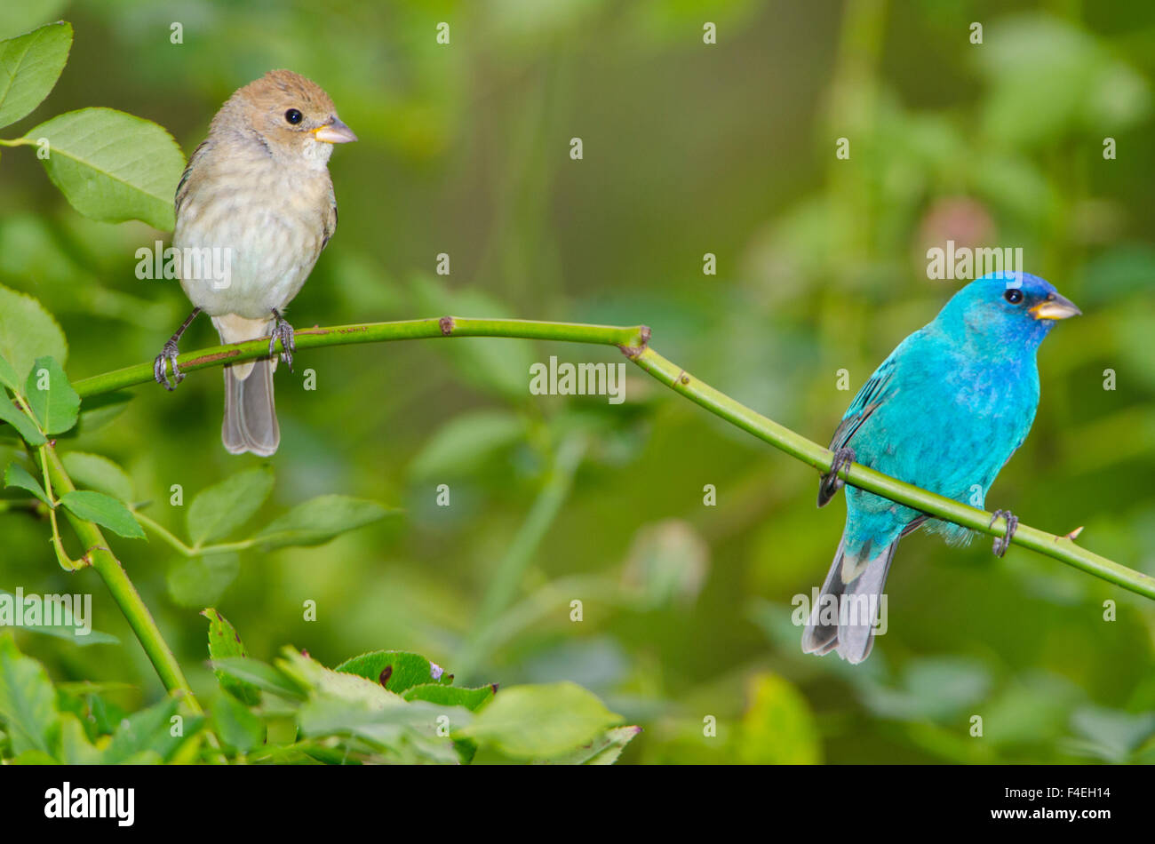 Female indigo bunting hi-res stock photography and images - Alamy