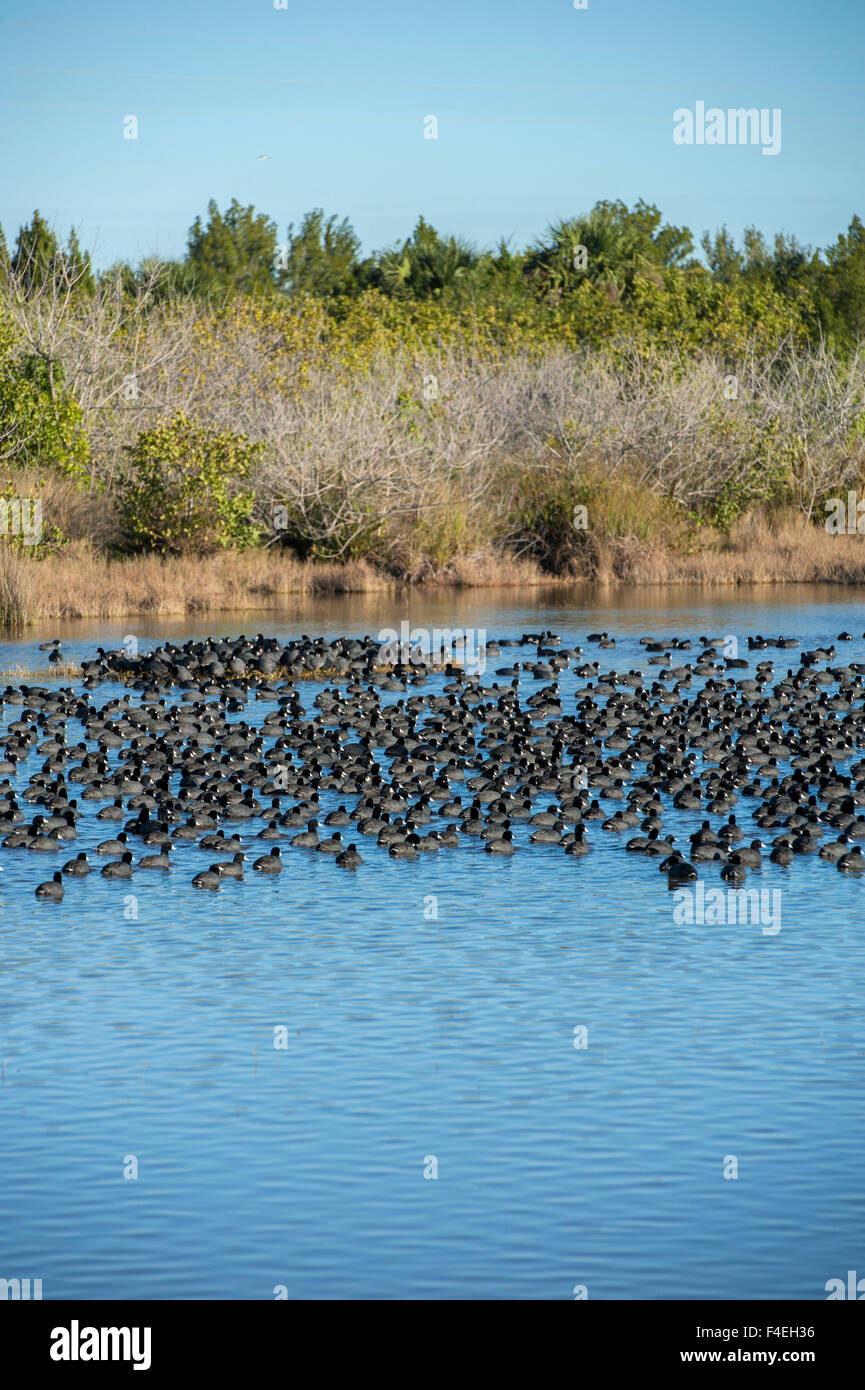 USA, Florida, Merritt Island, National Wildlife Refuge, American Coot ...