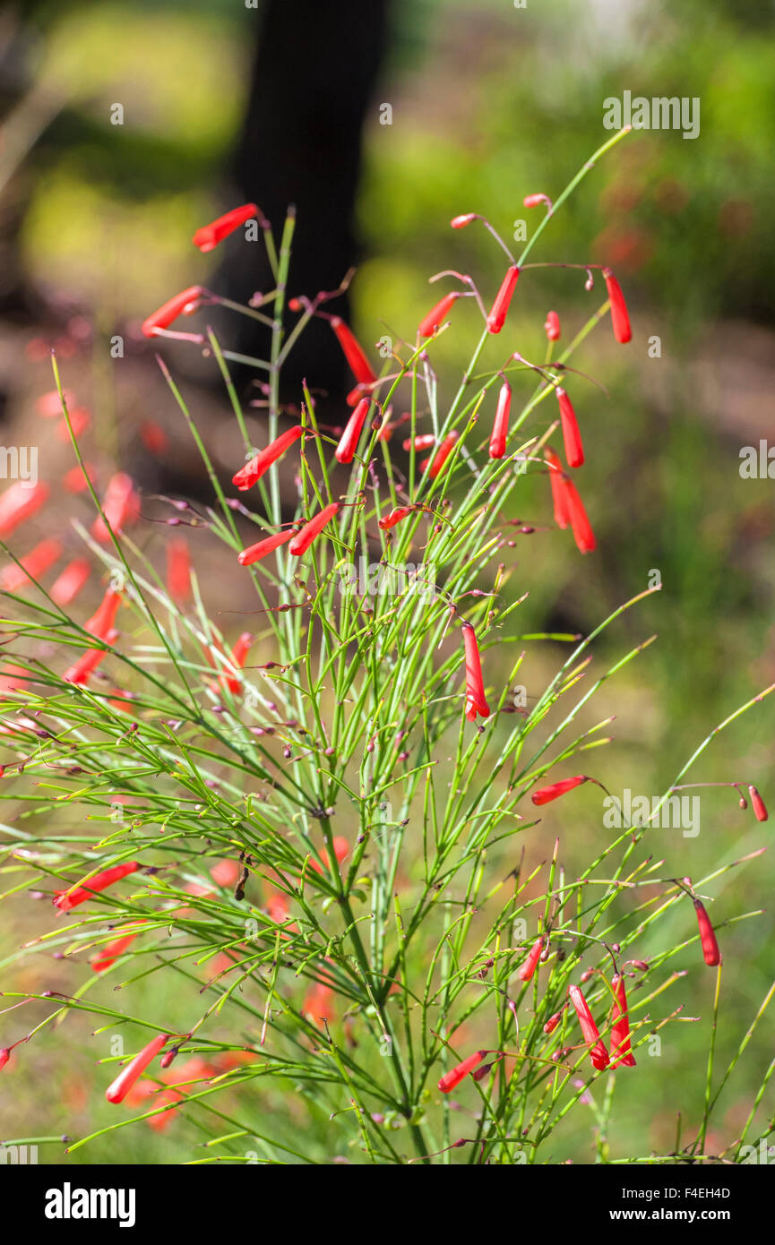 USA, Florida, New Smyrna Beach, firecracker plant Stock Photo - Alamy