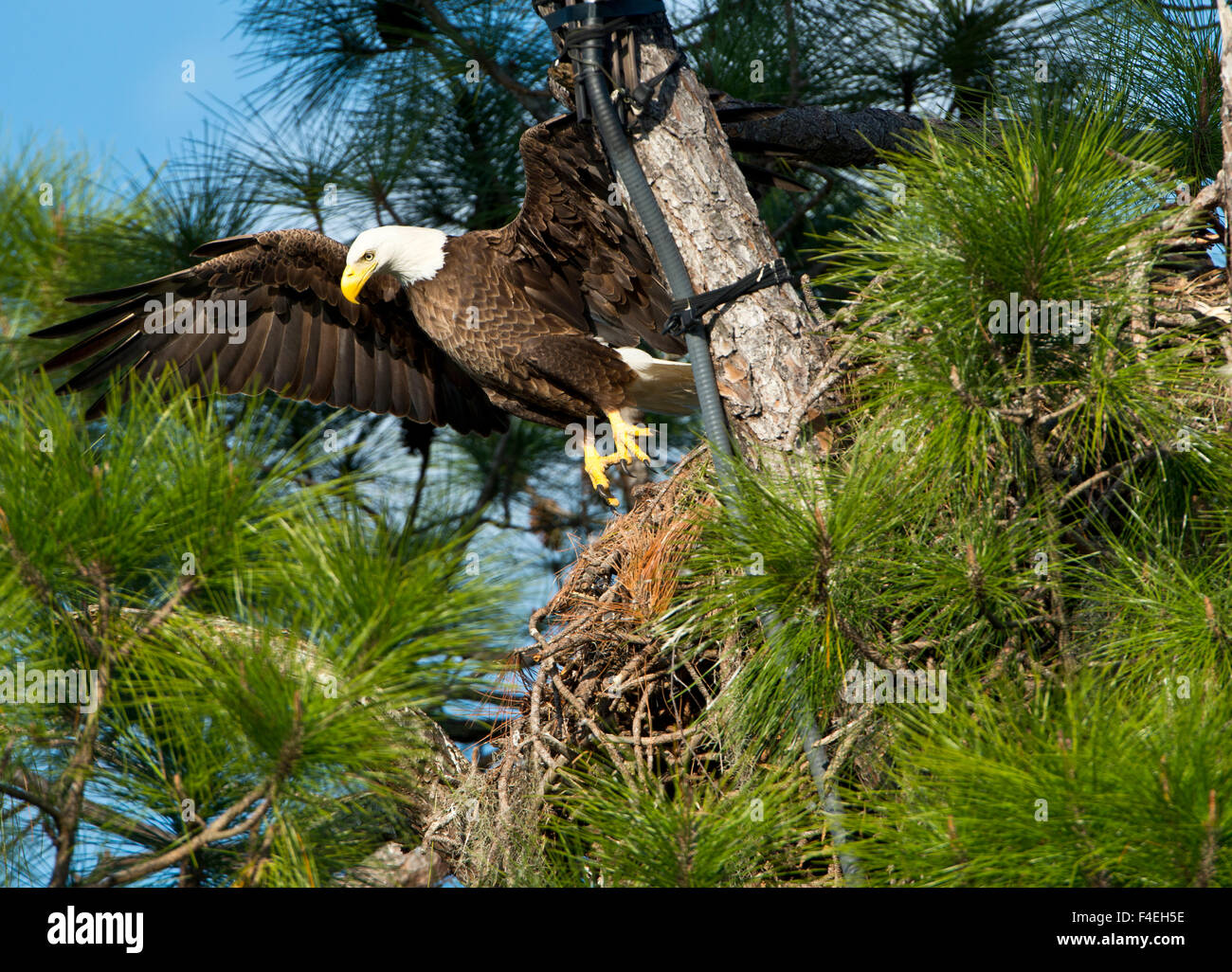Bald Eagle Taking Off From Hi Res Stock Photography And Images Alamy