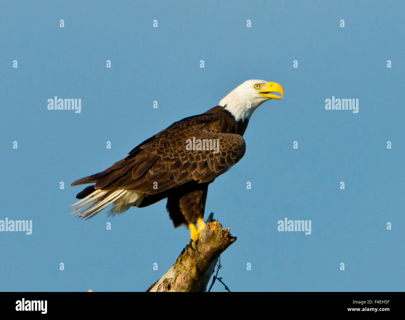 American bald eagle screaming hi-res stock photography and images - Alamy