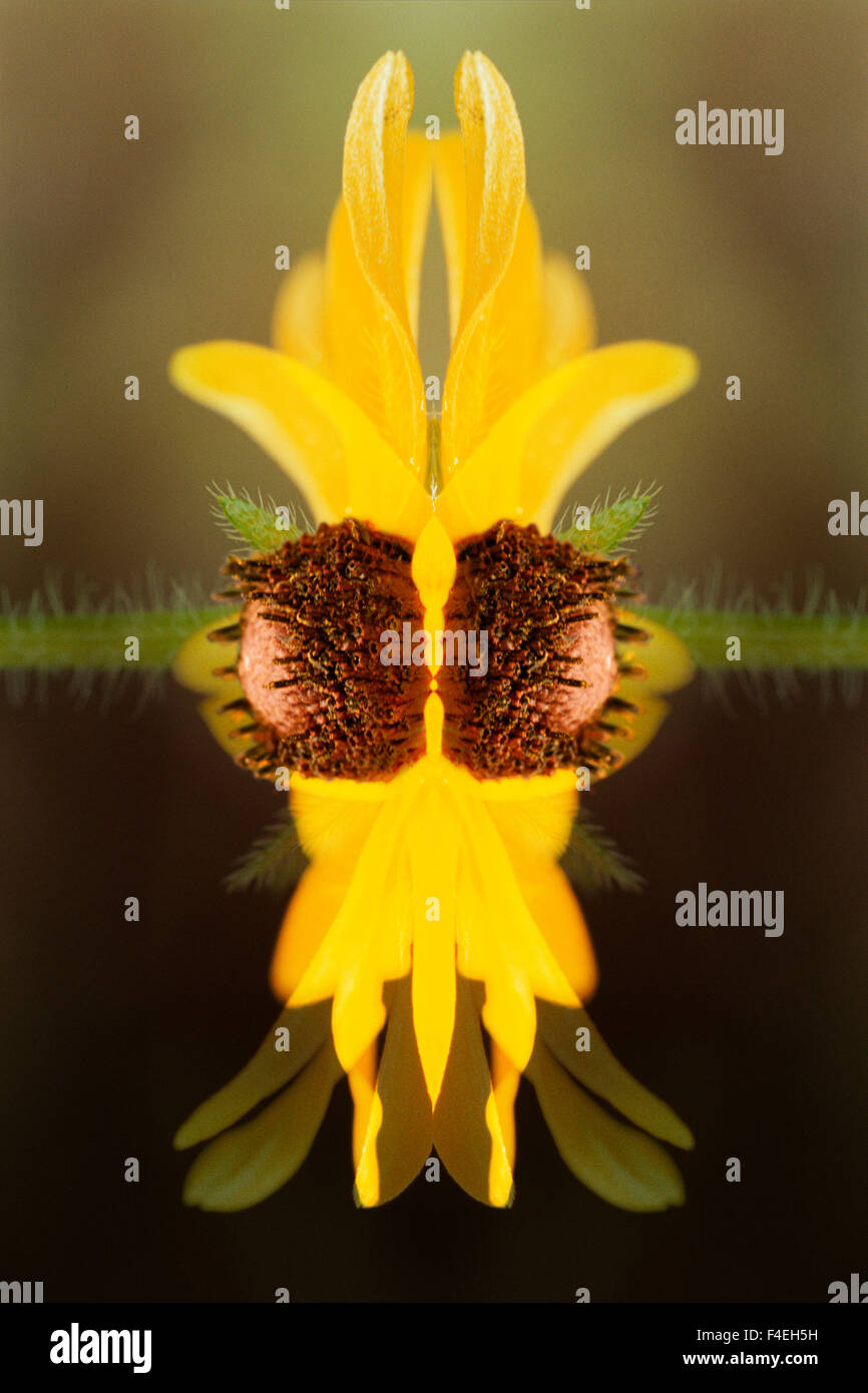 USA, Colorado, Boulder. Sunflower montage. Credit as: Marie Bush ...