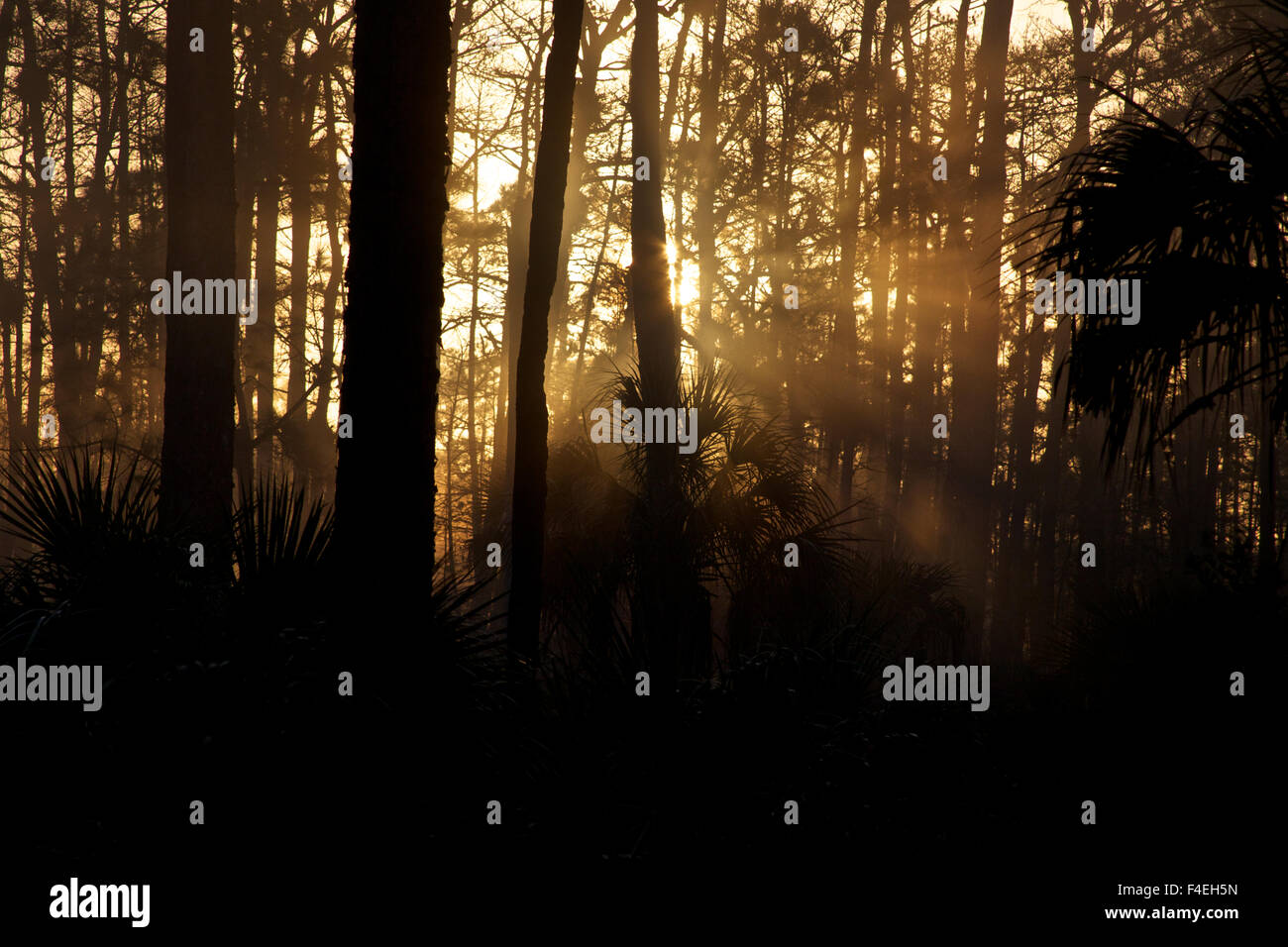 USA, Florida, Big Cypress National Preserve Adams camp morning Stock ...
