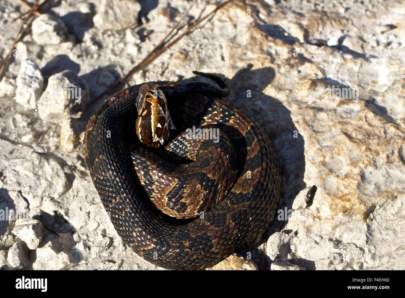 USA, Florida, Big Cypress National Preserve Moccasin snake Stock Photo ...