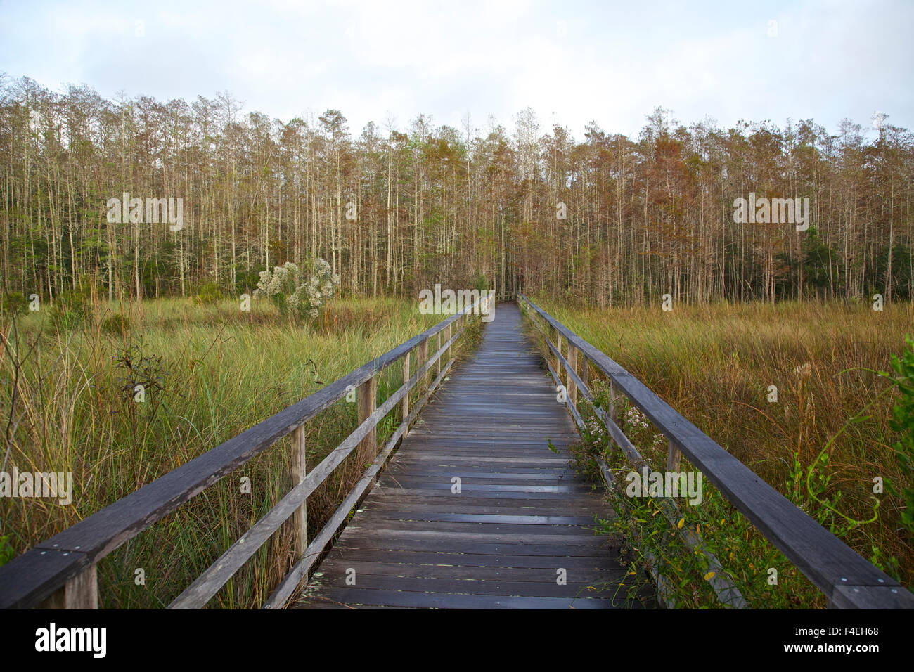Corkscrew swamp sanctuary boardwalk hi-res stock photography and images ...