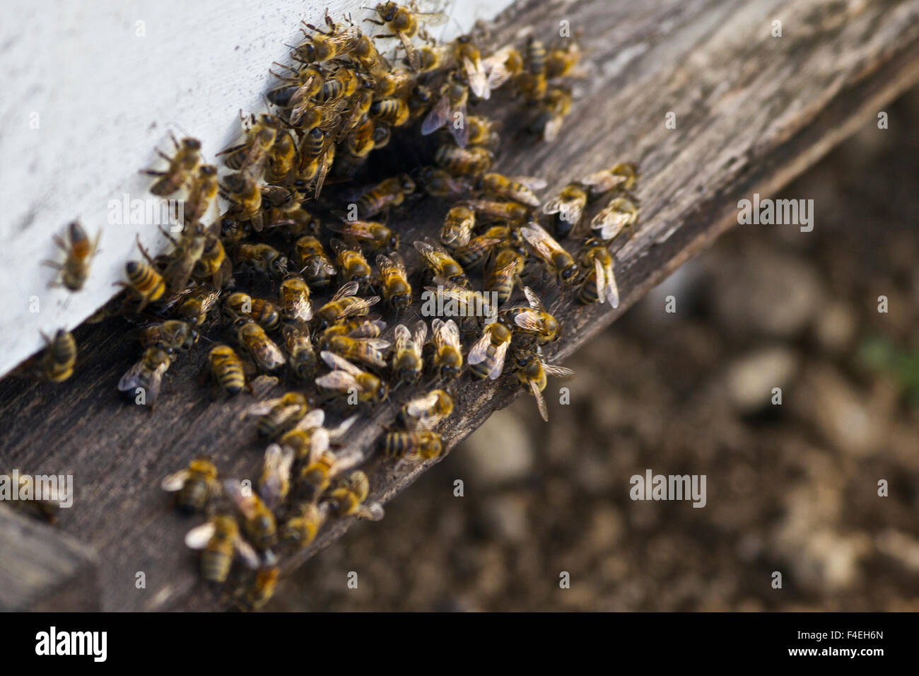 USA, Florida, Homestead agricultural area beehives Stock Photo - Alamy