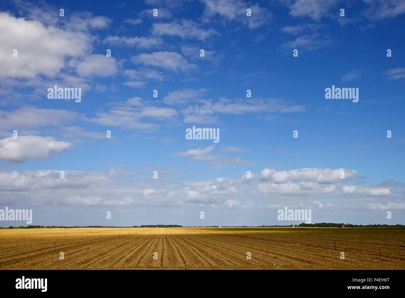 USA, Florida, Homestead, agricultural fields Stock Photo - Alamy