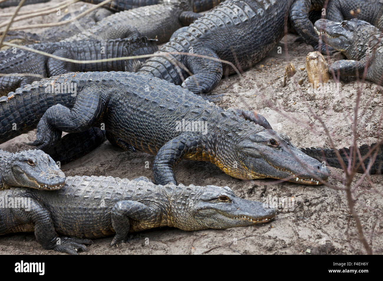 USA, Florida, St Augustine Gator Farm alligators Stock Photo - Alamy