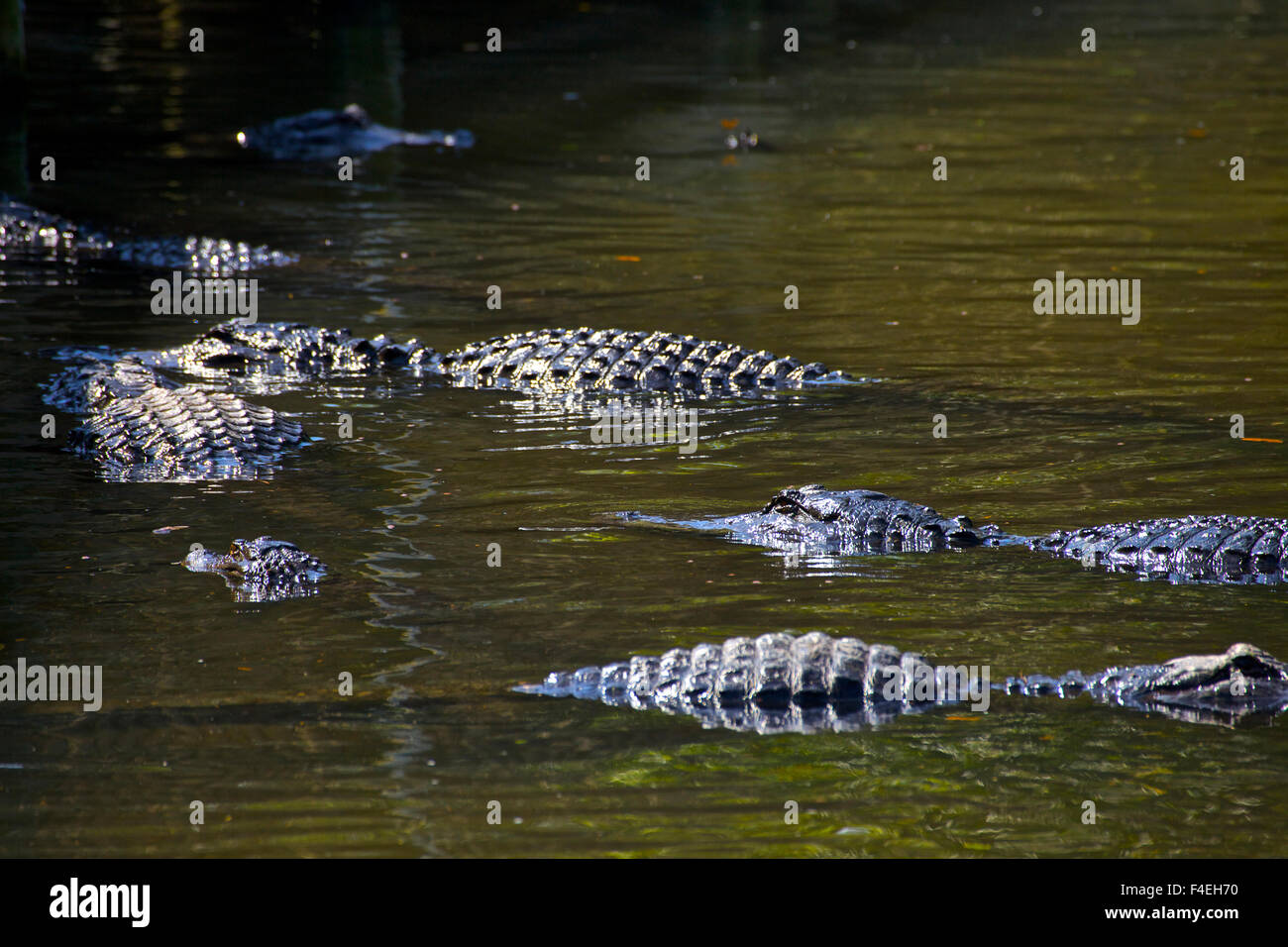 USA, Florida, St Augustine Gator Farm alligators Stock Photo - Alamy