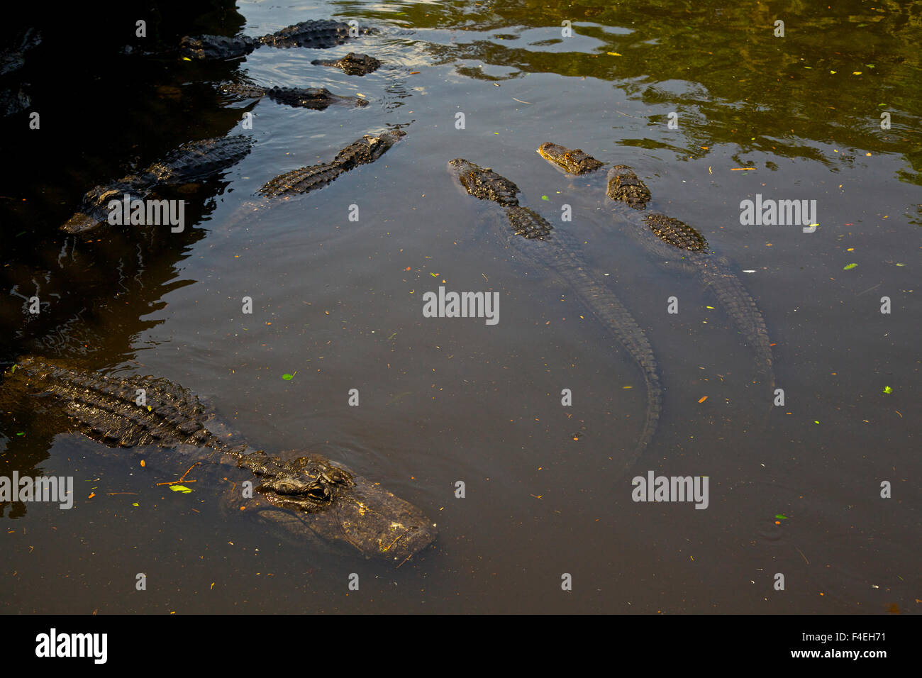 USA, Florida, St Augustine Gator Farm alligators Stock Photo - Alamy