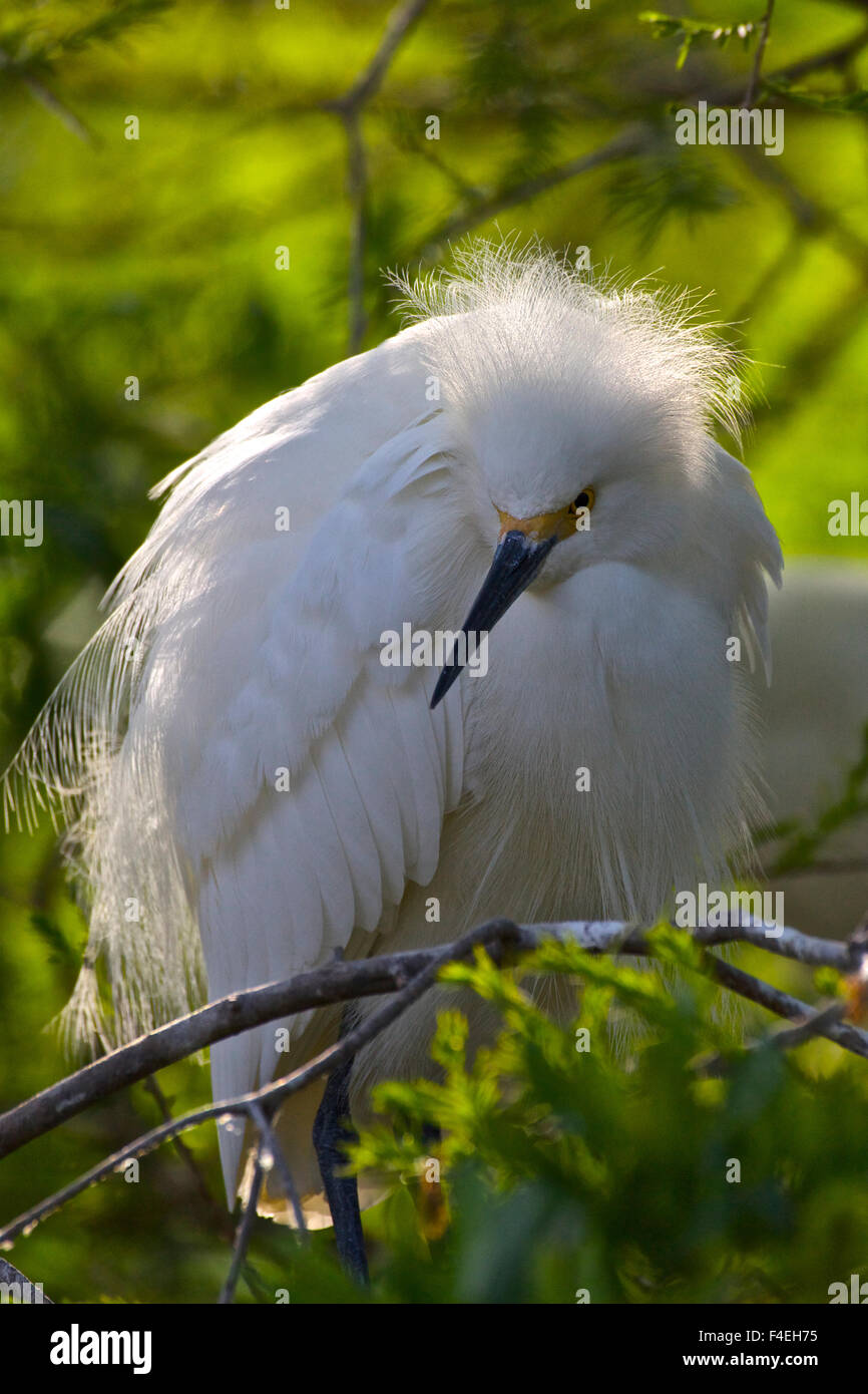 USA, Florida, St Augustine Gator Farm nesting wading birds Stock Photo ...