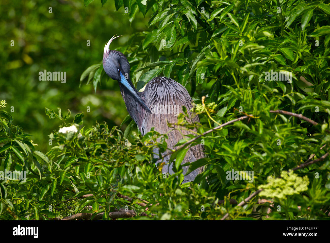 USA, Florida, St Augustine Gator Farm wild tricolor heron Stock Photo ...