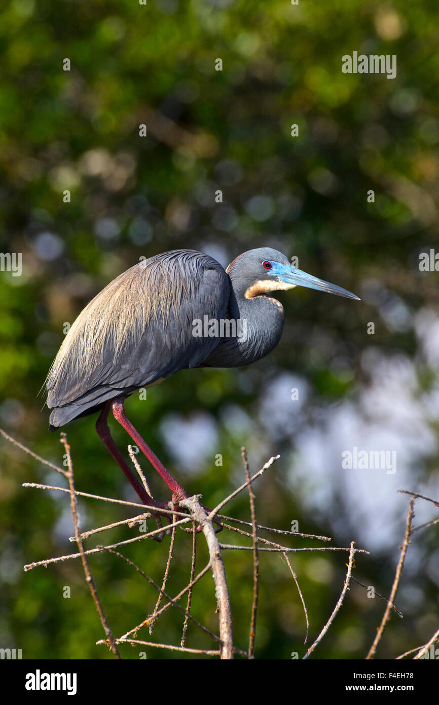 USA, Florida, St Augustine Gator Farm wild tricolor heron Stock Photo ...