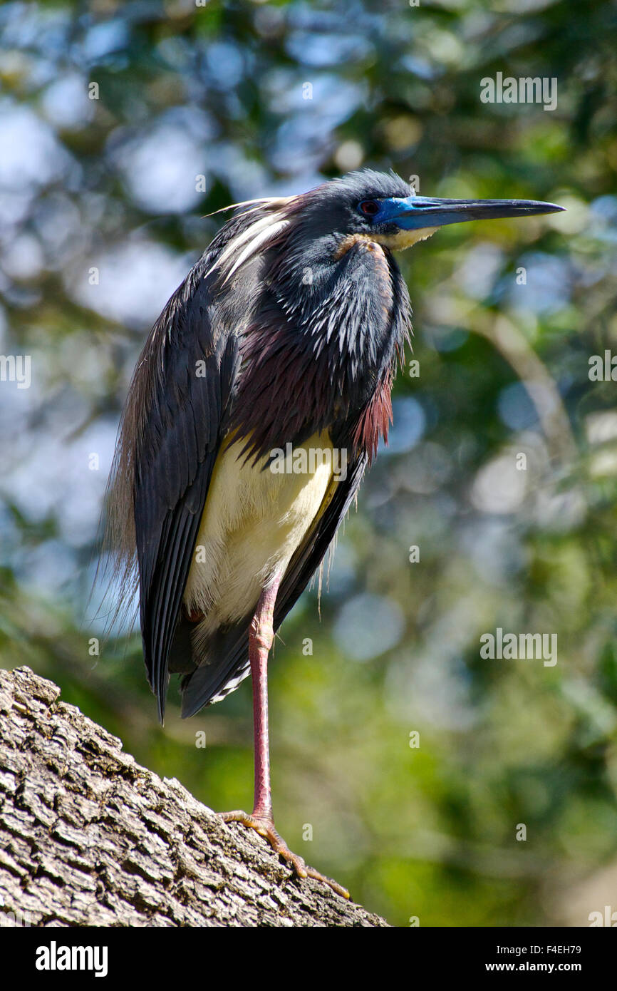 USA, Florida, St Augustine Gator Farm wild tricolor heron Stock Photo ...