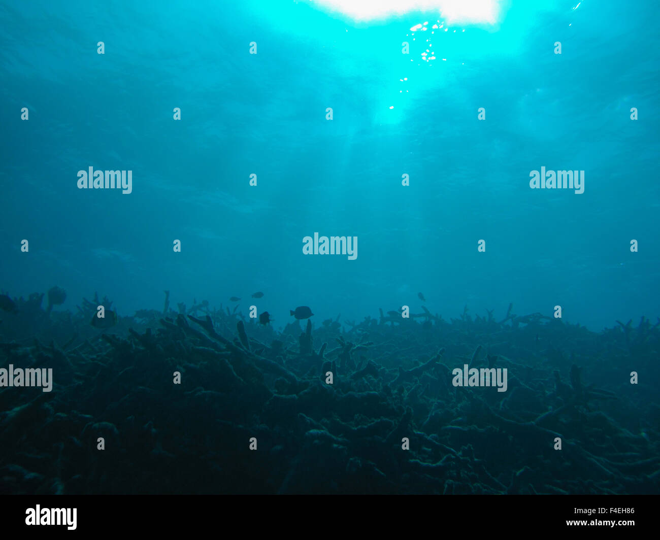 Scenic underwater view hi-res stock photography and images - Alamy