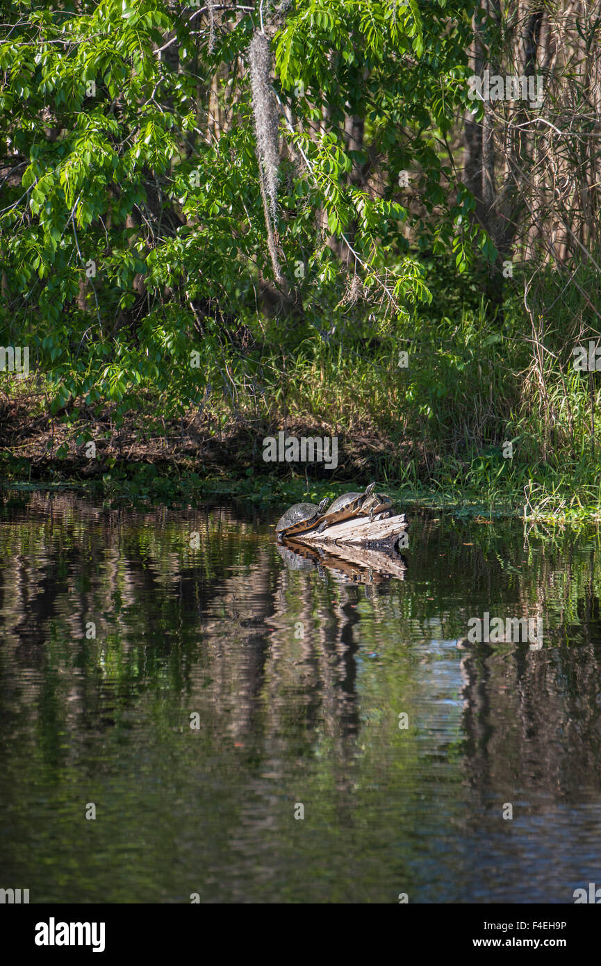 USA, Florida, Orange City, St. Johns River, Blue Spring State Park ...