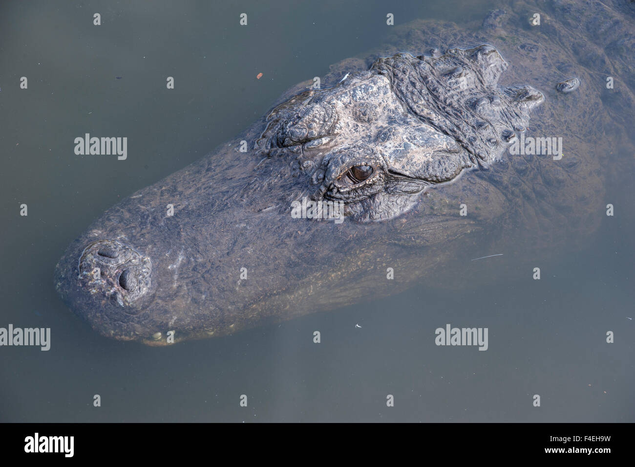 USA, Florida, Orlando. alligator at Gatorland Stock Photo - Alamy
