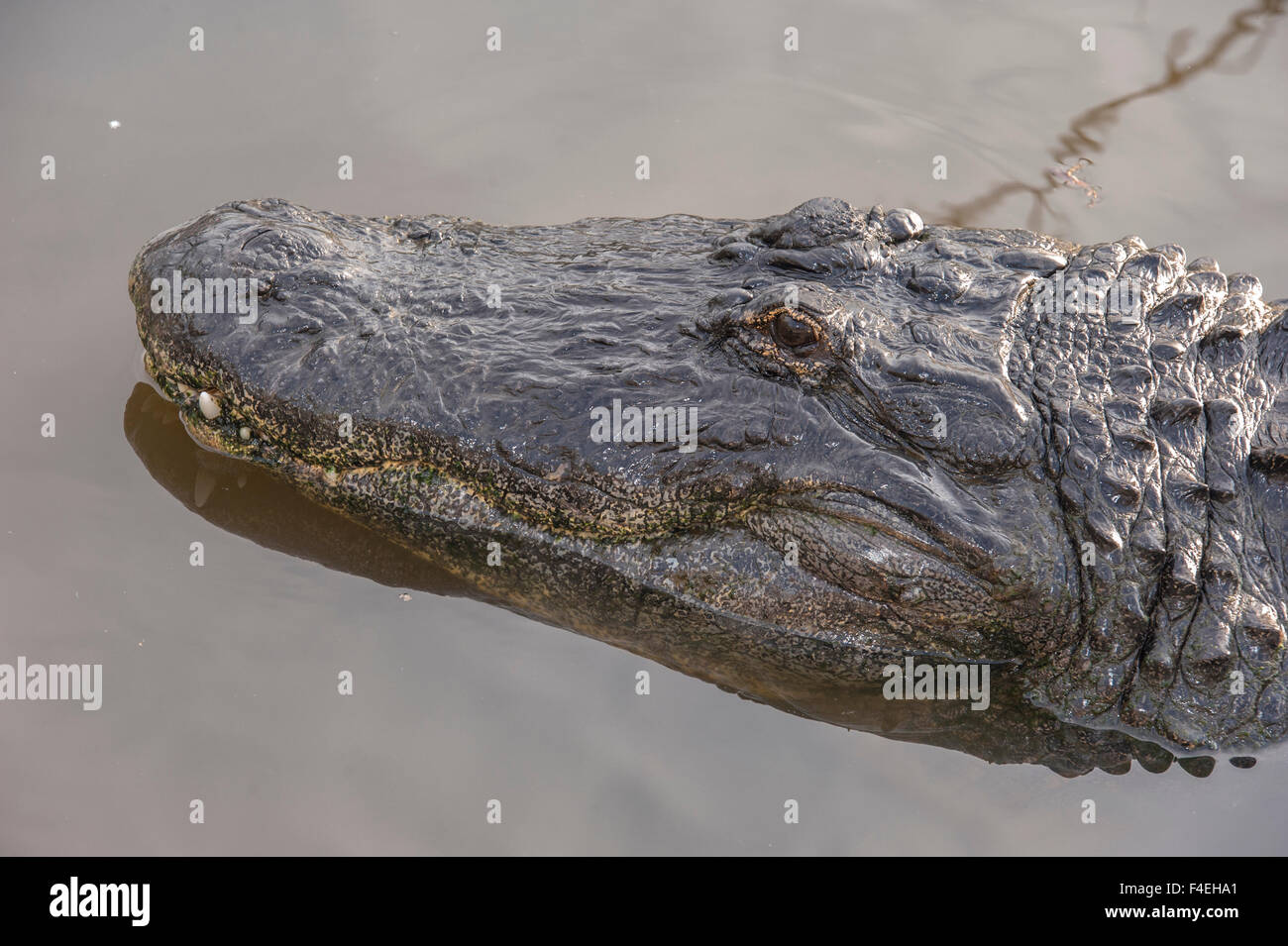 USA, Florida, Orlando. alligator at Gatorland Stock Photo - Alamy