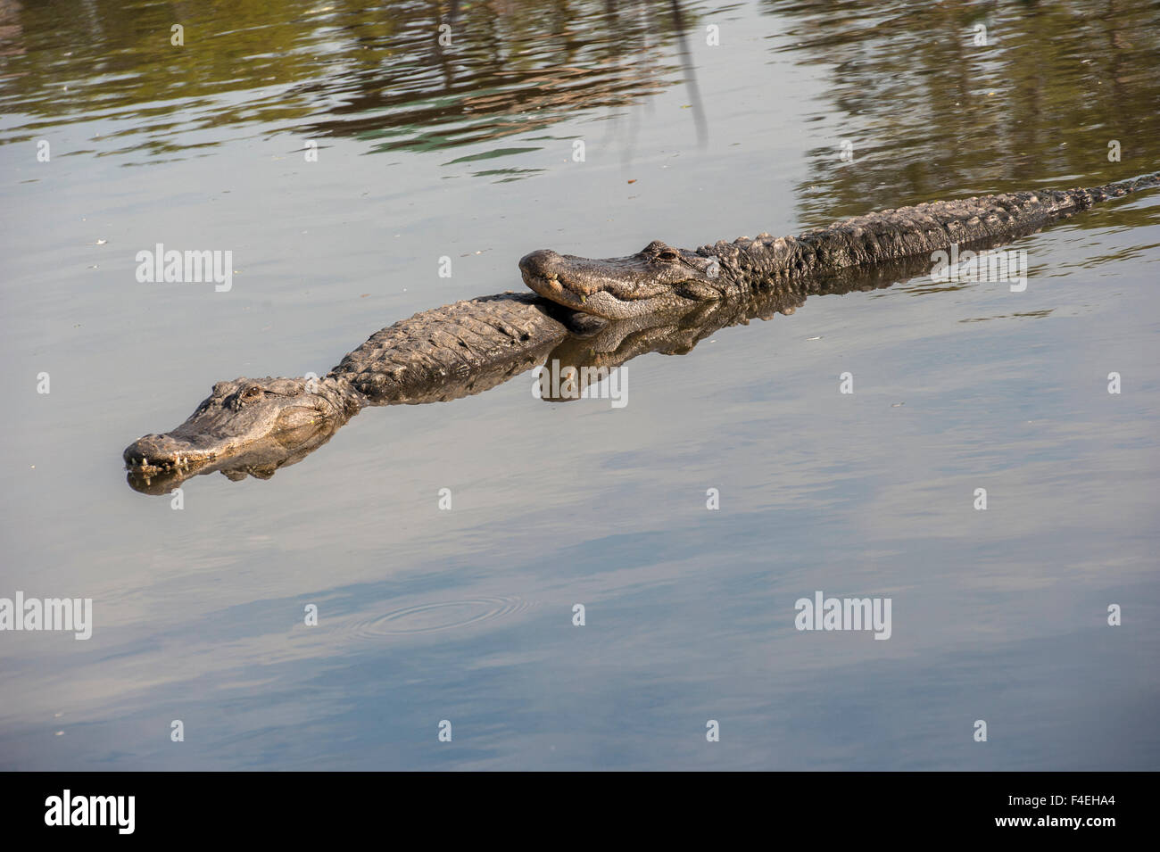 USA, Florida, Orlando. alligator at Gatorland Stock Photo - Alamy
