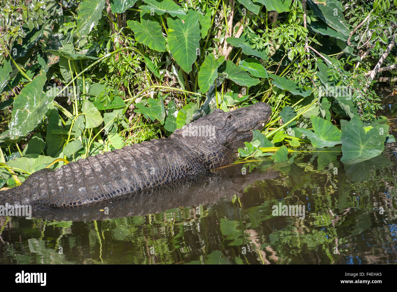 USA, Florida, Orlando. alligator at Gatorland Stock Photo - Alamy
