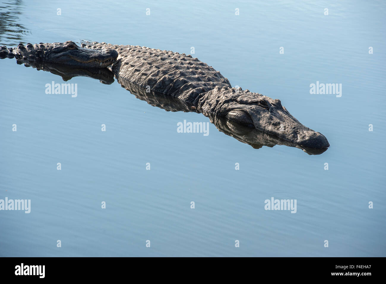USA, Florida, Orlando. alligator at Gatorland Stock Photo - Alamy