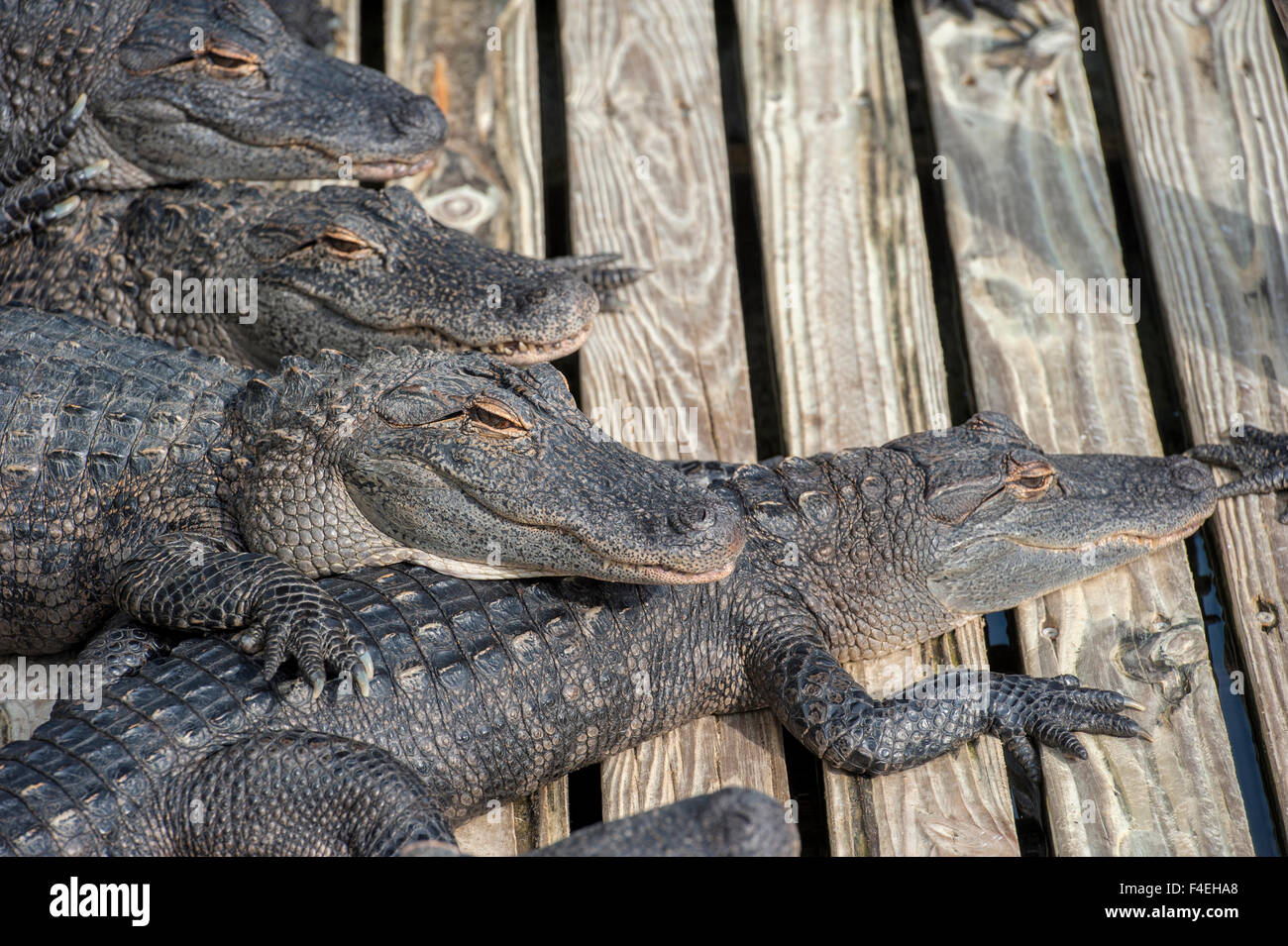 USA, Florida, Orlando. alligator at Gatorland Stock Photo - Alamy