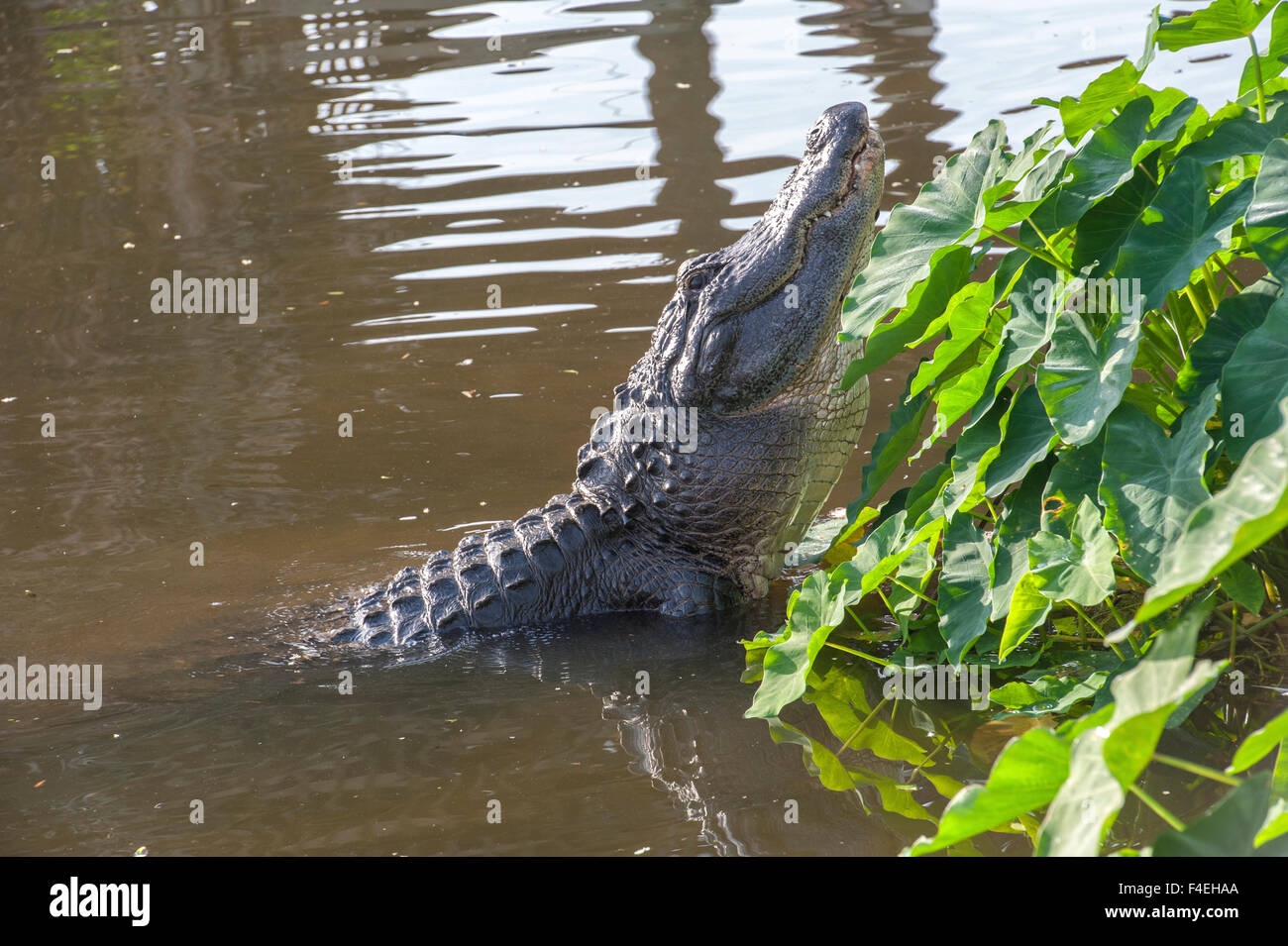 USA, Florida, Orlando. alligator at Gatorland Stock Photo - Alamy