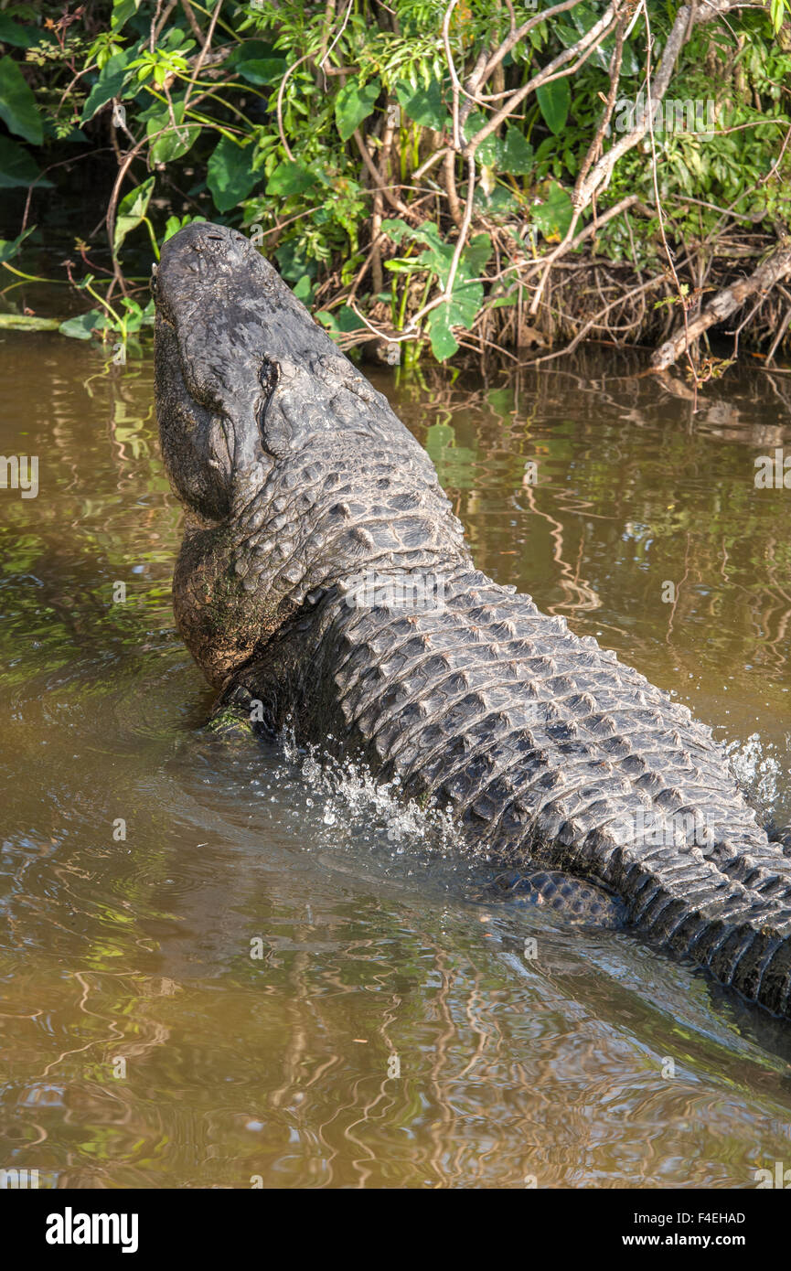 USA, Florida, Orlando. alligator doing water dance at Gatorland Stock ...