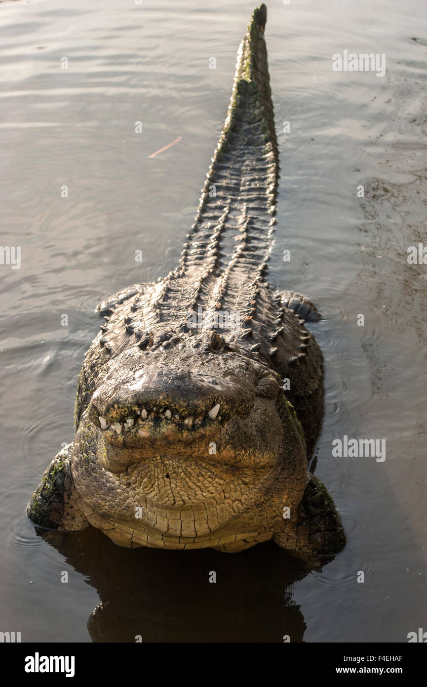 USA, Florida, Orlando. alligator doing water dance at Gatorland Stock ...
