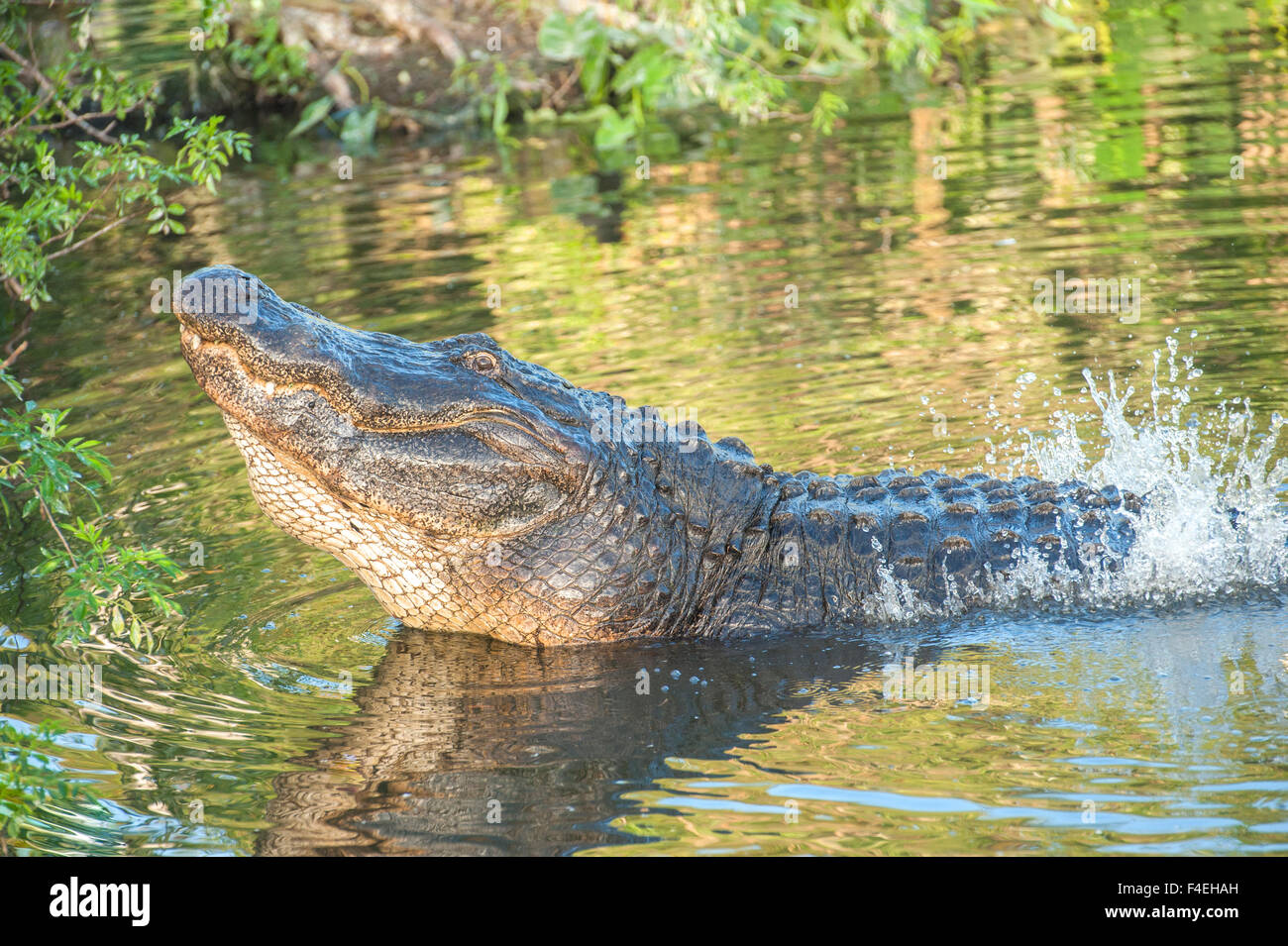 USA, Florida, Orlando. alligator doing water dance at Gatorland Stock ...