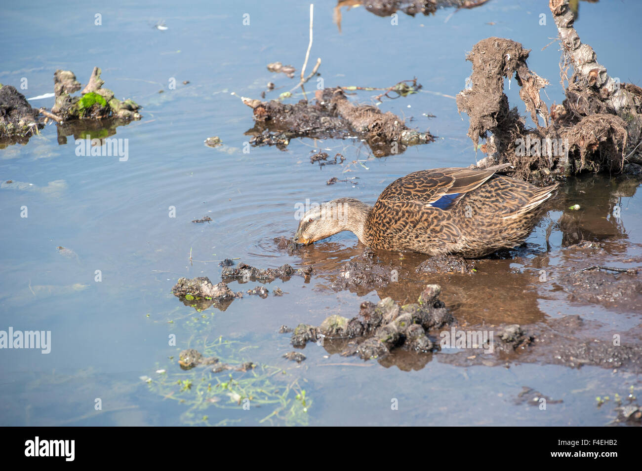 USA, Florida, Orlando. female Mallard duck at Gatorland Stock Photo - Alamy
