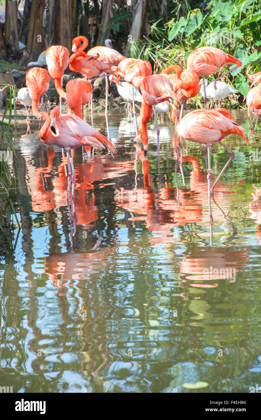 USA, Florida, Orlando. Flamingoes and White Ibis at Gatorland Stock ...