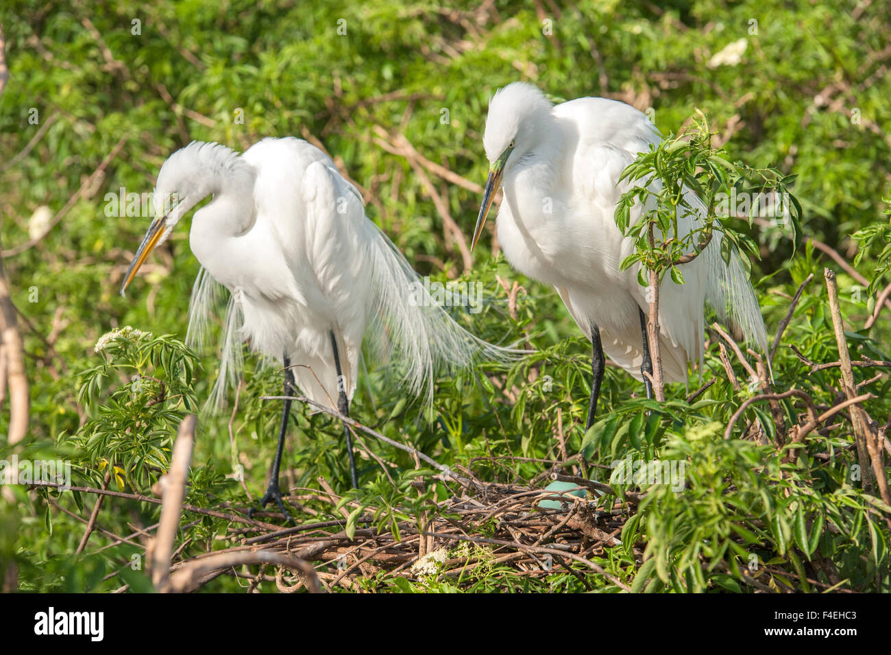 Two egg florida hi-res stock photography and images - Alamy