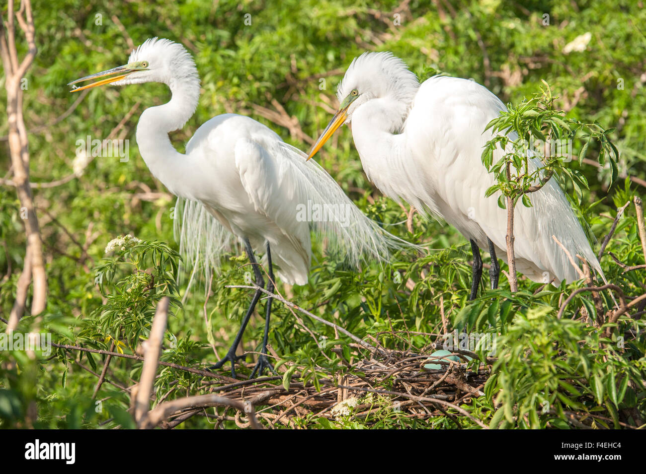 Two egg florida hi-res stock photography and images - Alamy