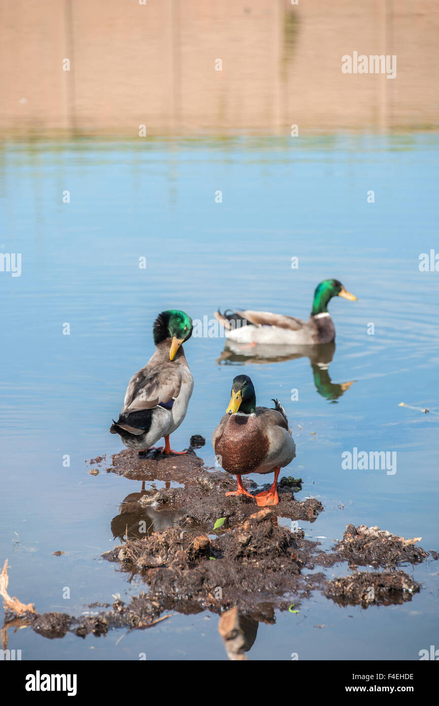 USA, Florida, Orlando. male Mallard ducks at Gatorland Stock Photo - Alamy