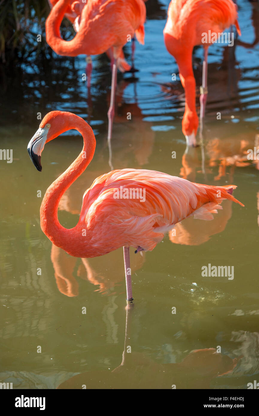 Orlando flamingos hi-res stock photography and images - Alamy